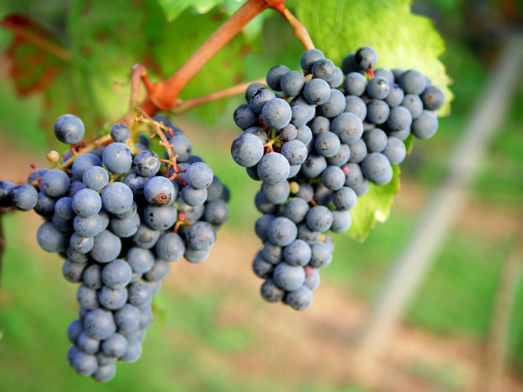 Cinsault Red Wine Grape: The Mediterranean’s Crown (In-Depth Guide ...